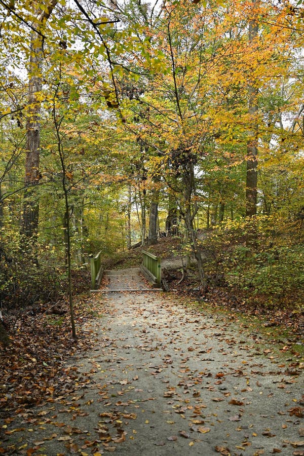 Autumn Path in the Woods stock image. Image of woodland - 162239491