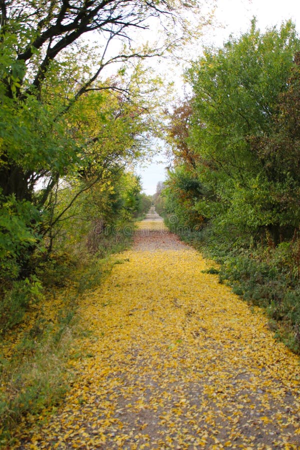 Autumn path in yellow stock image. Image of path, landscape - 164772185