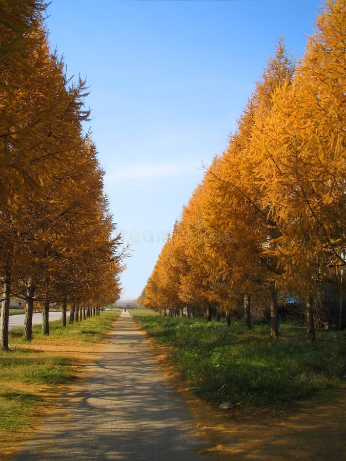 Autumn Path from Yellow Tree Stock Photo - Image of tree, yellow: 3480062