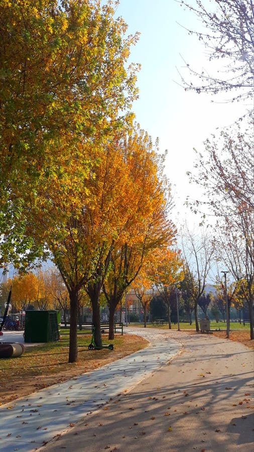 Autumn paths and trees stock photo. Image of maple, flower - 268182340