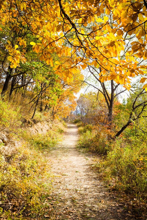 Autumn pathway stock photo. Image of clouds, shrubs, sunny - 54732366