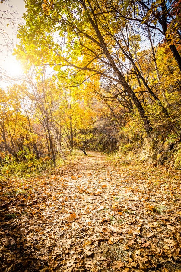 Autumn pathway stock photo. Image of hike, colorful, outdoor - 82158930