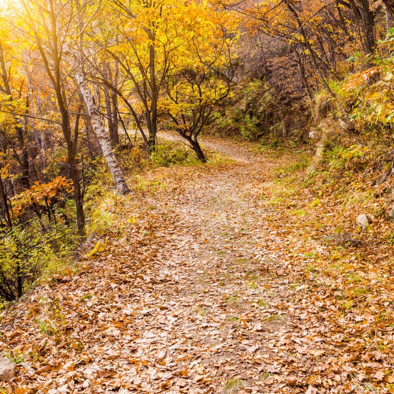 Autumn pathway stock photo. Image of hike, colorful, outdoor - 82158930