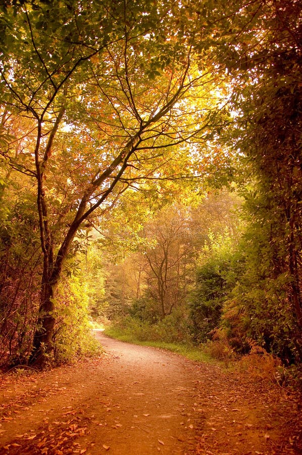 Autumn Pathway stock image. Image of mythical, forest - 6552151