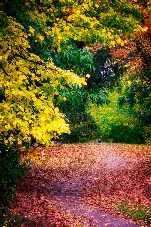 Autumn Pathway in a Park at Night Stock Photo - Image of autumn, colors ...