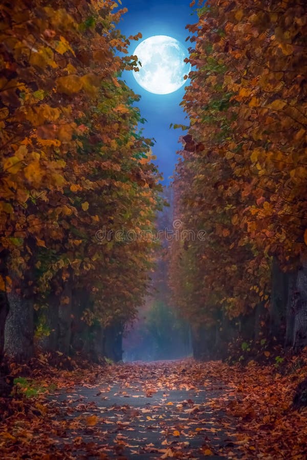 Autumn Pathway in a Park at Night Stock Photo - Image of autumn, colors ...