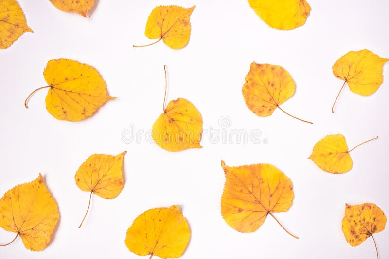 Autumn Pattern Made of Yellow Leaves on White Background. Stock Image ...