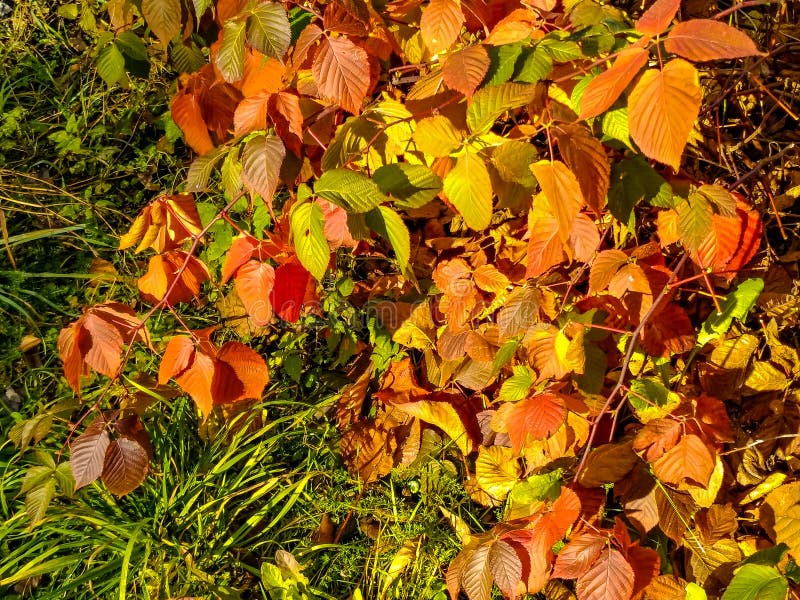 Autumn Pattern from Multi-colored Leaves Stock Photo - Image of pattern ...