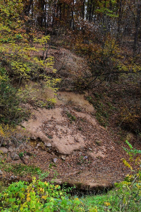 Autumn Peace in the Forest. Fallen Autumn Leaves from the Branches ...