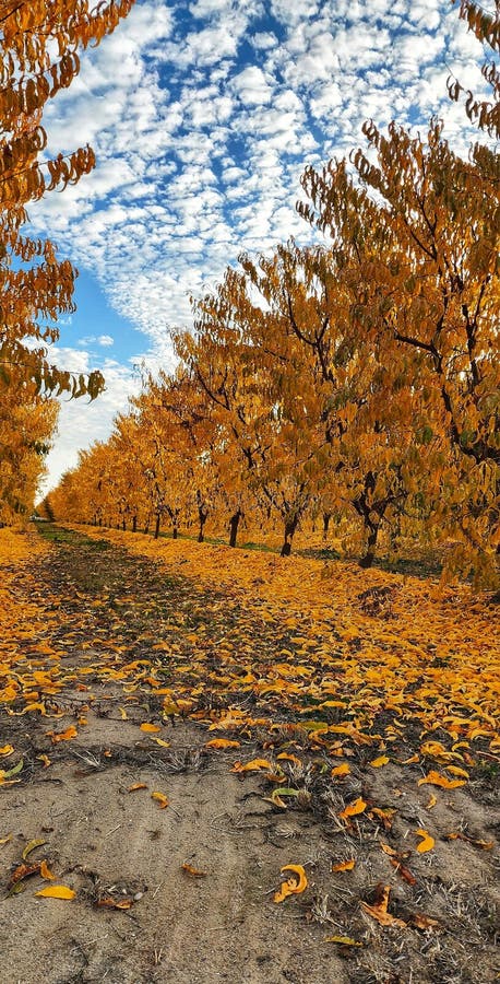 Autumn Peach Orchard Central Valley California Stock Image - Image of ...
