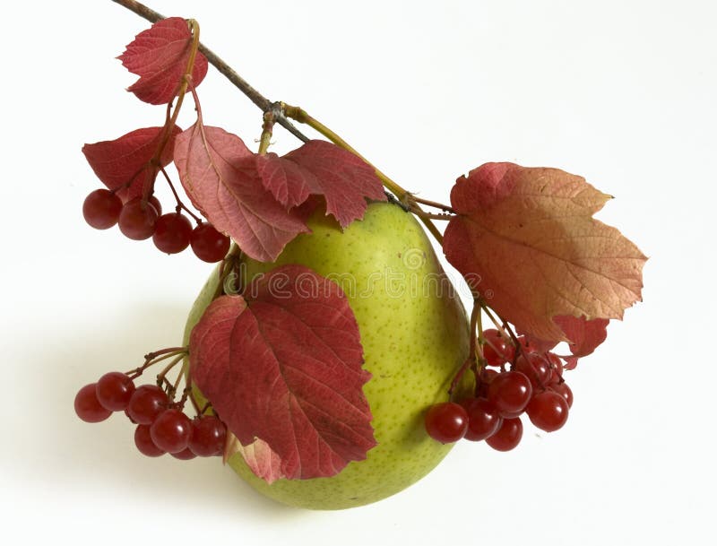 Autumn pear stock photo. Image of leaf, nature, fruit - 11012348