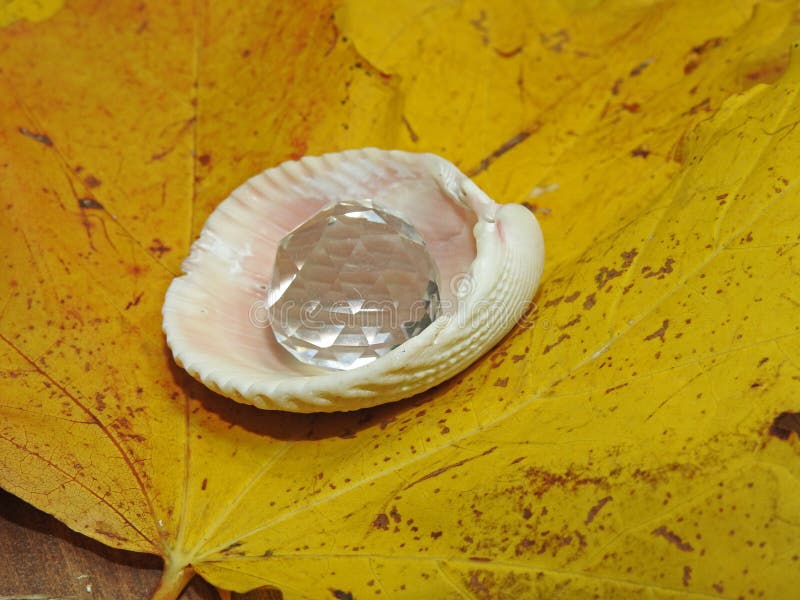 Autumn pearl in shell stock photo. Image of cereals, card - 78635740