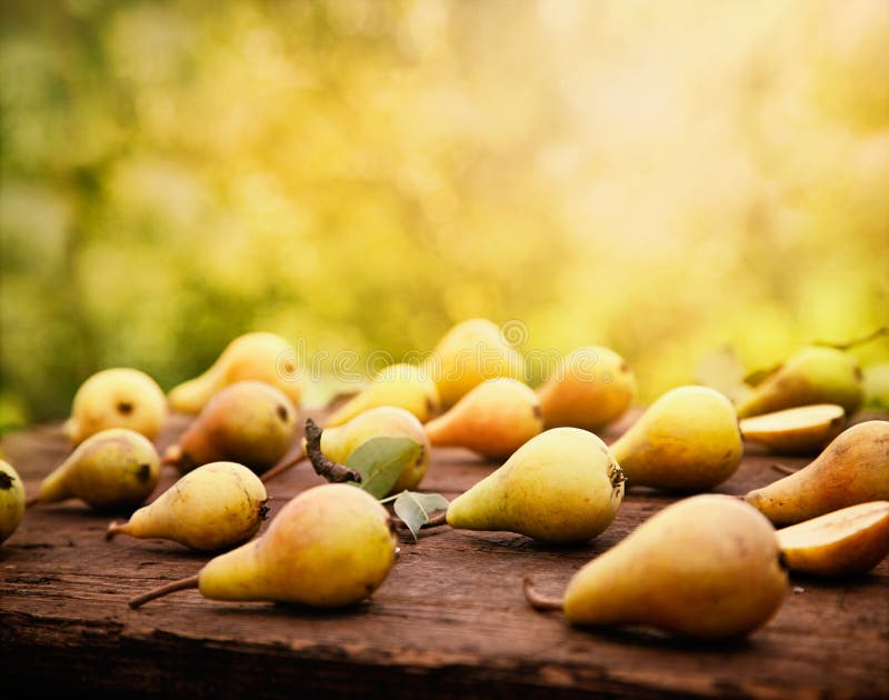 Autumn pears stock photo. Image of collection, agriculture - 45107980