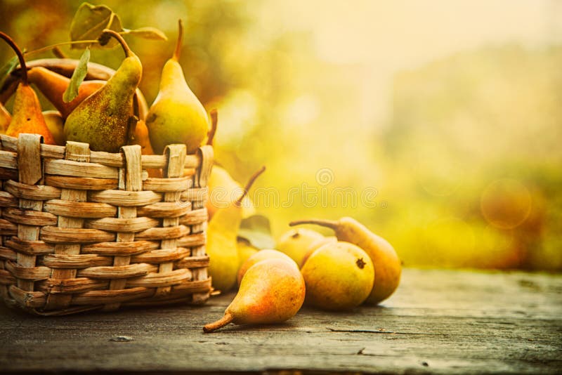 Autumn pears stock photo. Image of autumn, food, background - 57802198