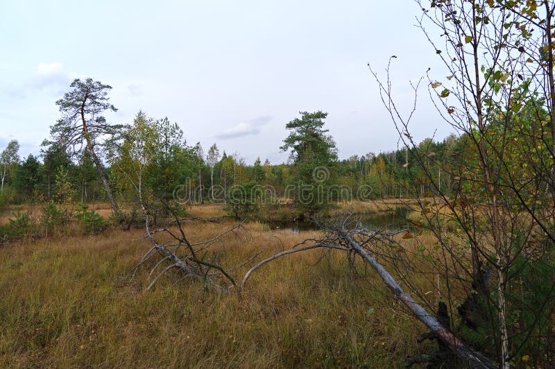 Autumn on a peat bog stock photo. Image of tree, birch - 249353912
