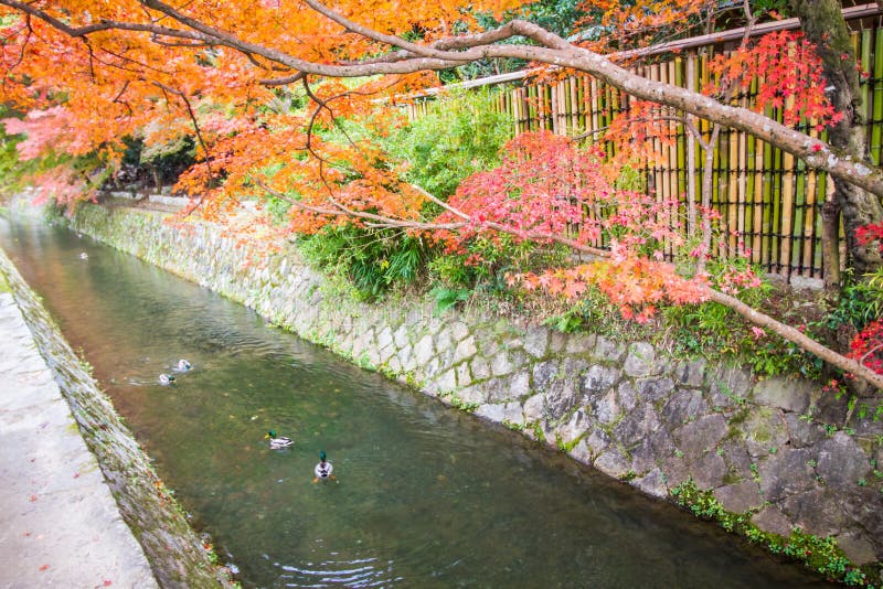 Autumn at Philosopher`s Path Stock Image - Image of trees, river: 184541239