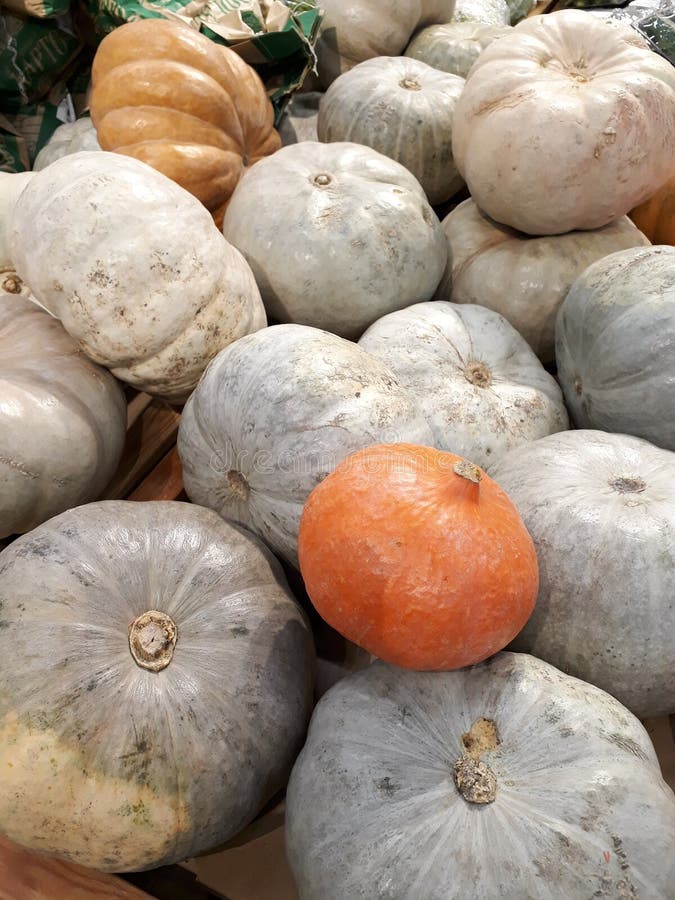 Autumn Photo with Pumpkins, Many Pumpkins Stock Photo - Image of food ...
