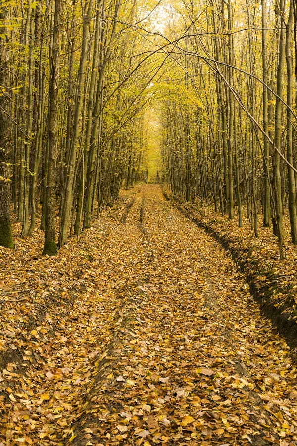Fallen Leaves on a Path Across the Wood Stock Photo - Image of november ...