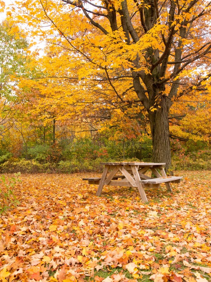 Autumn Picnic Table in the Park Stock Photo - Image of environment ...