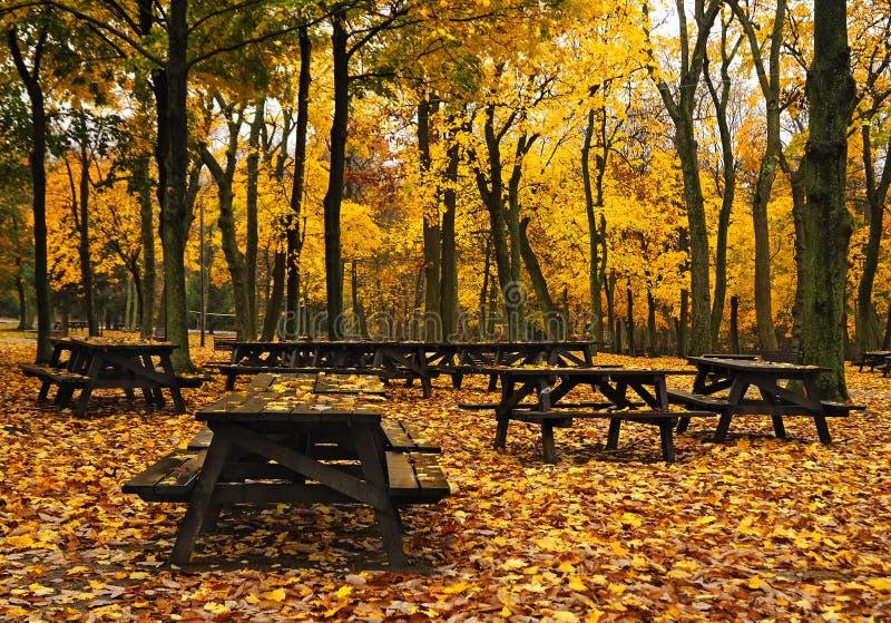 Autumn Picnic Tables stock photo. Image of natural, foliage - 11780702