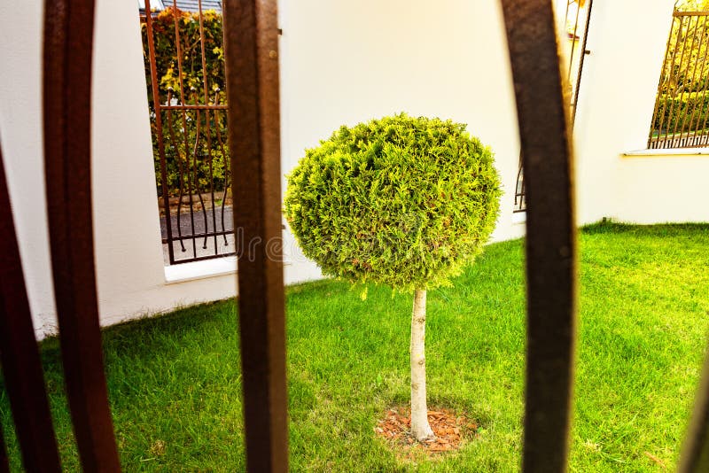 Autumn Picture, Garden, Small Green Tree Stock Photo - Image of autumn ...