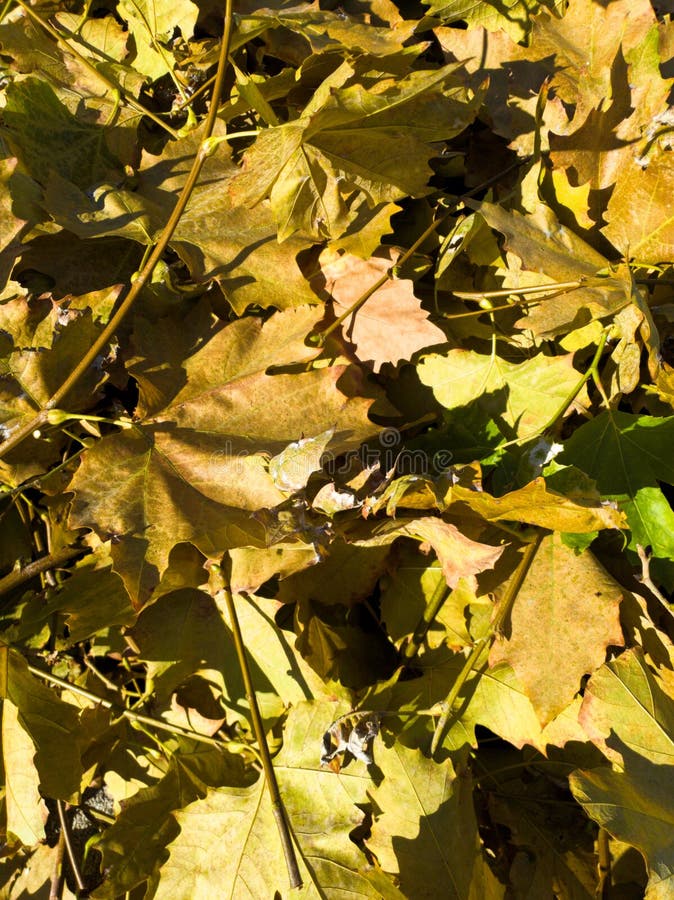 Autumn Picture of Stacked Dry Leaves Stock Photo - Image of bright ...