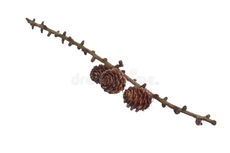 Autumn pine cone isolated stock photo. Image of isolated - 26864748