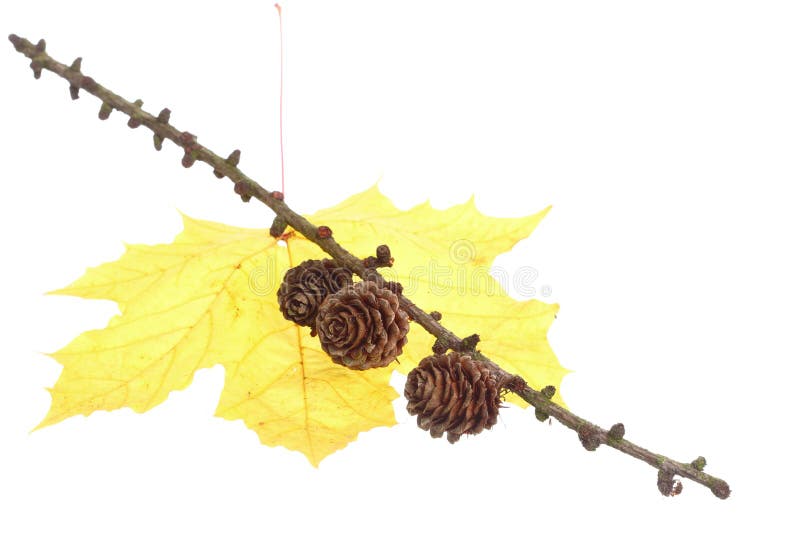 Autumn Pine Cone Maple Leaf Isolated Stock Image - Image of seasonal ...