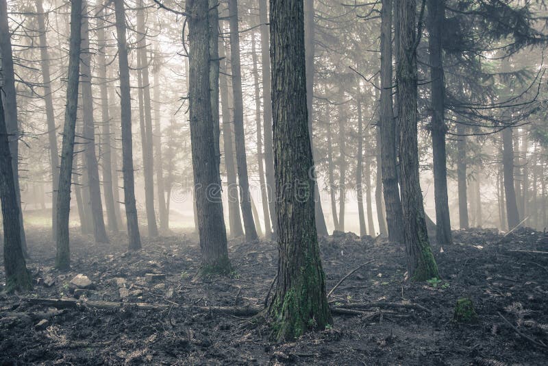 Autumn Pine Forest in the Fog Stock Photo - Image of park, coniferous ...