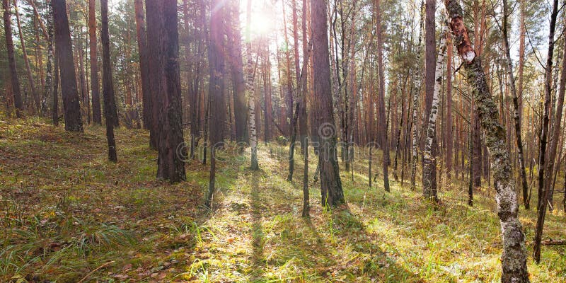 Autumn Pine Forest Illuminated by the Sun at Noon, Stock Image - Image ...
