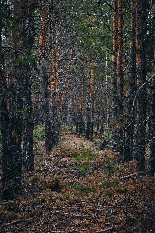 Autumn Pine Forest.Nature Plants and Trees Stock Photo - Image of ...