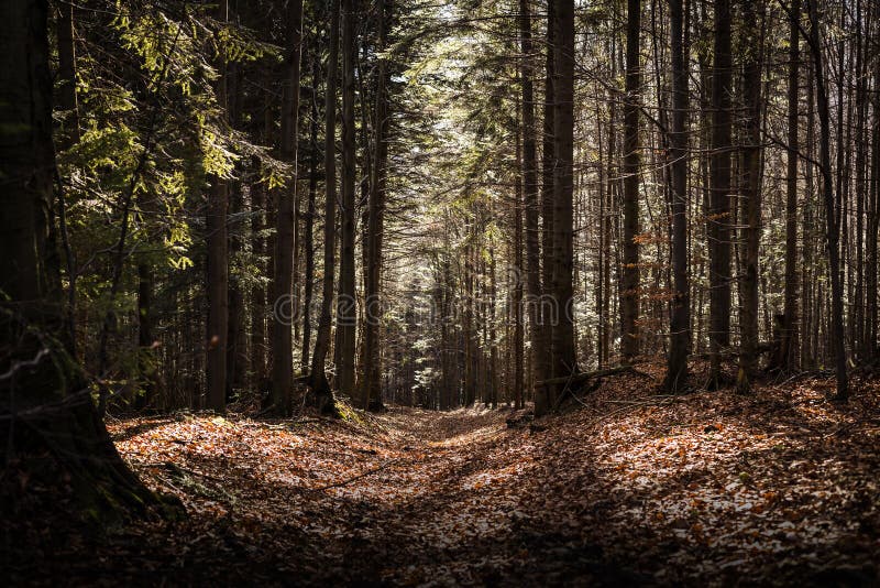 Autumn Pine Forest Path at Sunset Stock Image - Image of nature, poland ...
