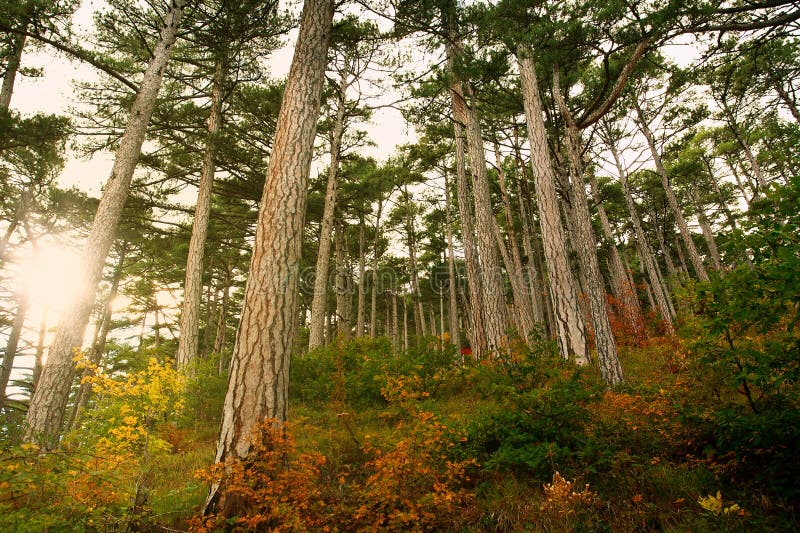 Autumn Pine Forest in Rays of Dawn Sun Stock Photo - Image of yellow ...