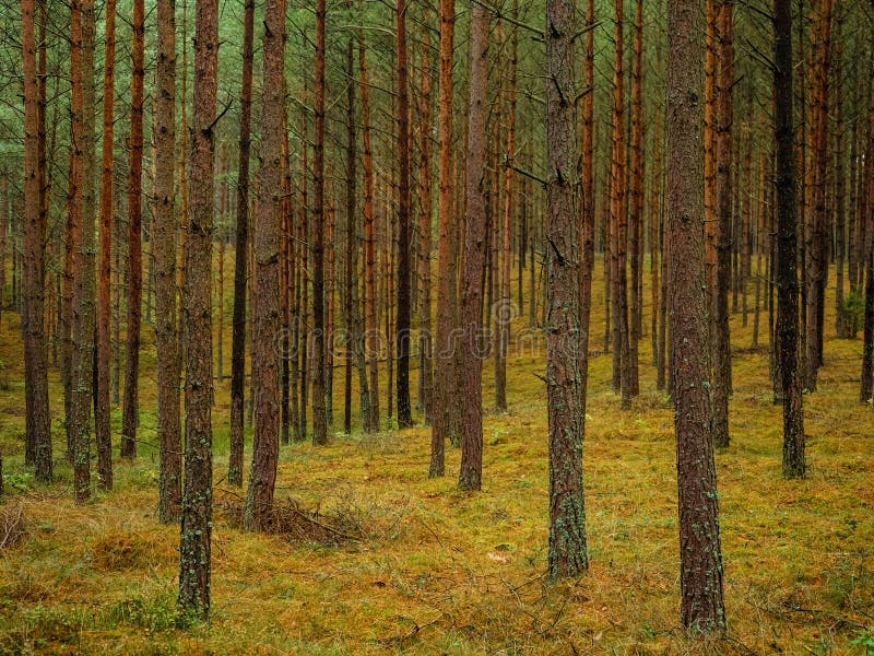 Autumn Pine Tree Deep Forest, Moody Woods, Fall Season Weather Stock ...