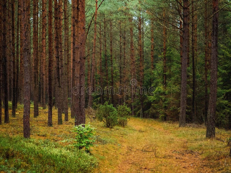 Autumn Pine Tree Deep Forest, Moody Woods Stock Photo - Image of nature ...