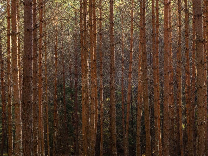Autumn Pine Tree Deep Forest, Moody Woods Stock Image - Image of ...