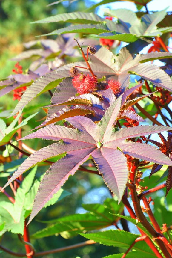 Autumn plant stock image. Image of botanics, closeup - 21834079