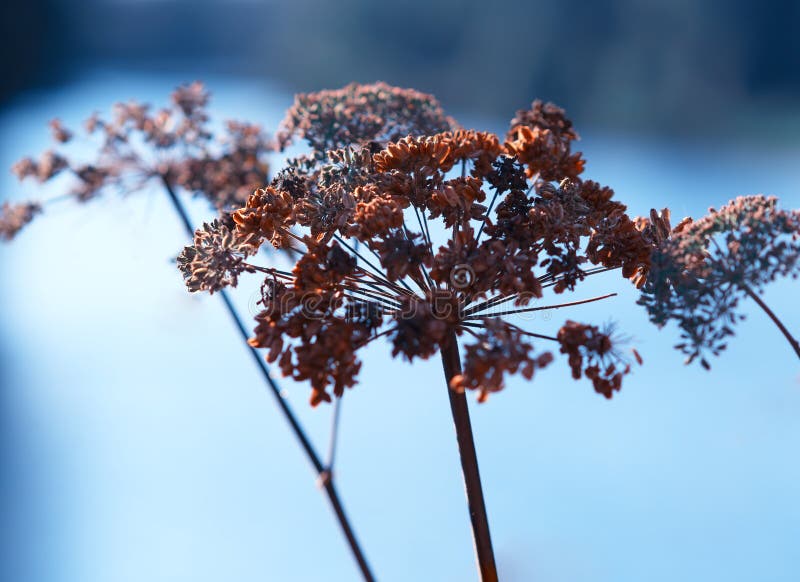Almost Autumn Plant Bokeh Background Stock Image - Image of forest ...
