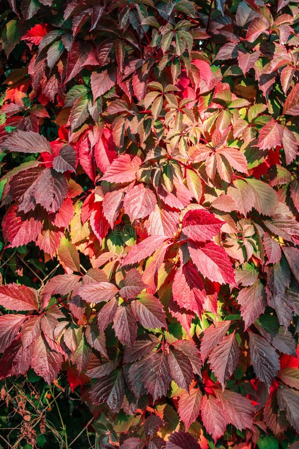 Autumn plant. hedge stock image. Image of foliage, colour - 78177187