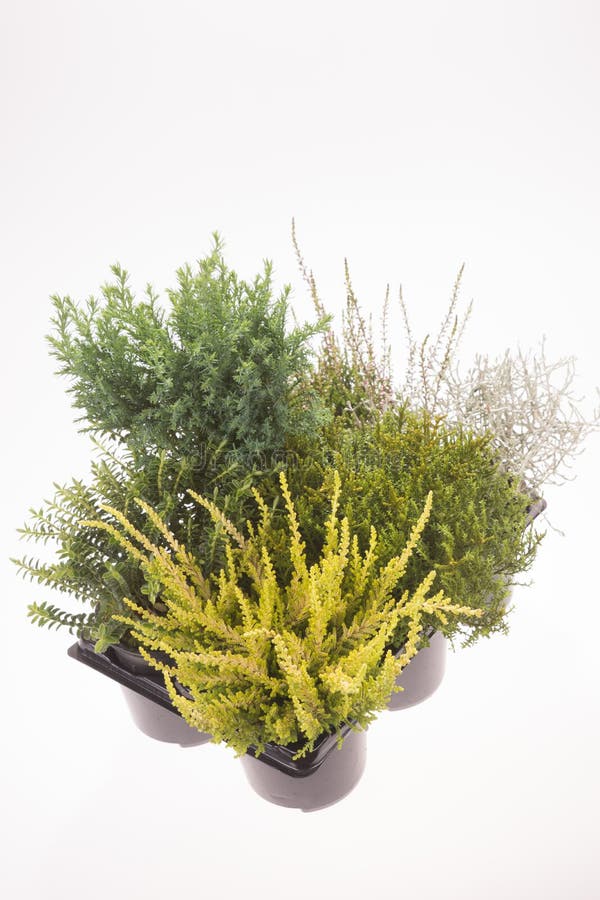 Autumn Plant Mixture Isolated on White Stock Image - Image of fall ...