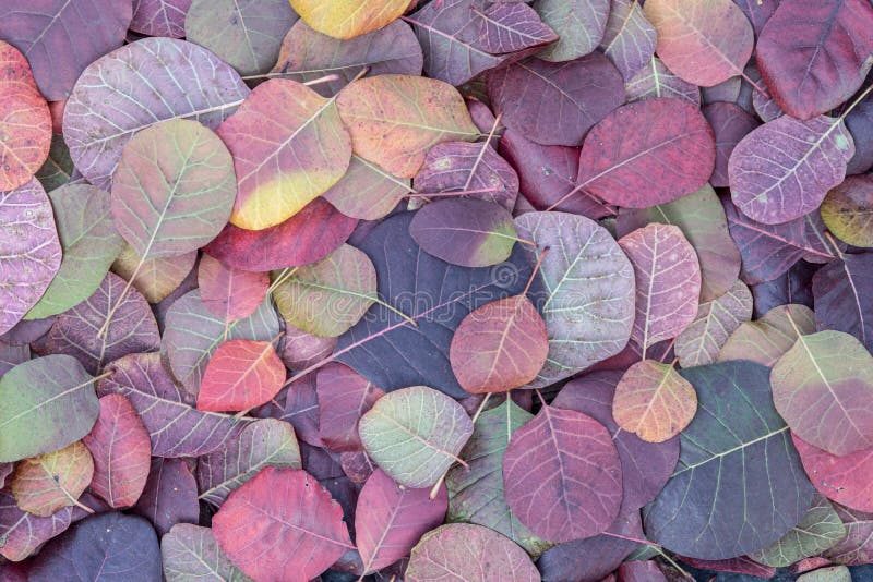 Autumn Plum Tree Leaves in Pile Background Stock Image - Image of ...