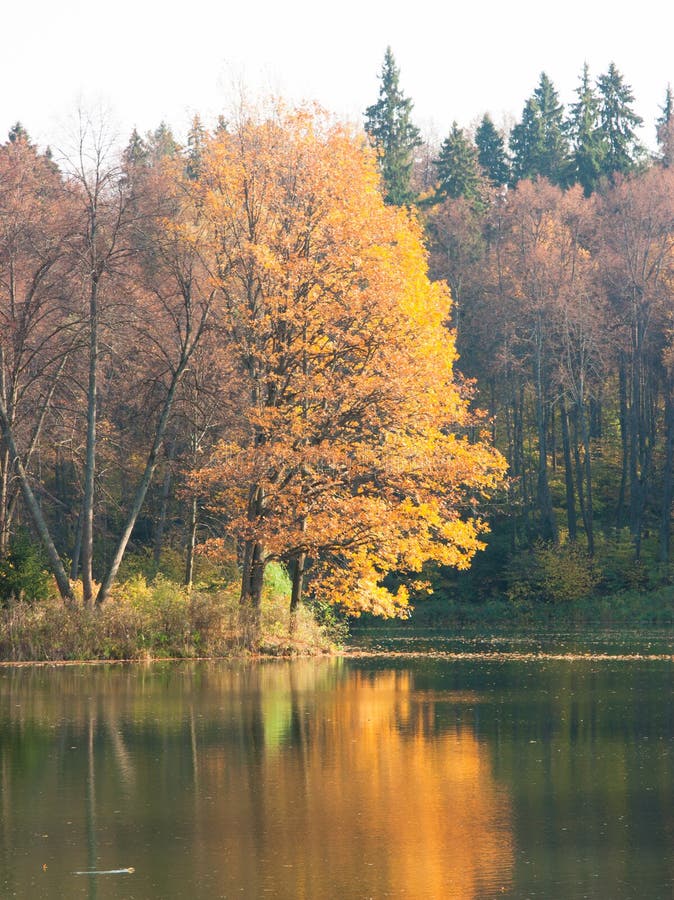 Autumn pond stock image. Image of park, season, water - 21572269