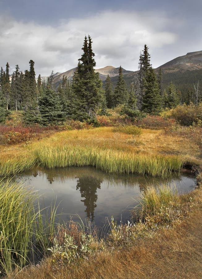 Autumn pond. stock image. Image of light, morning, mirror - 8174233