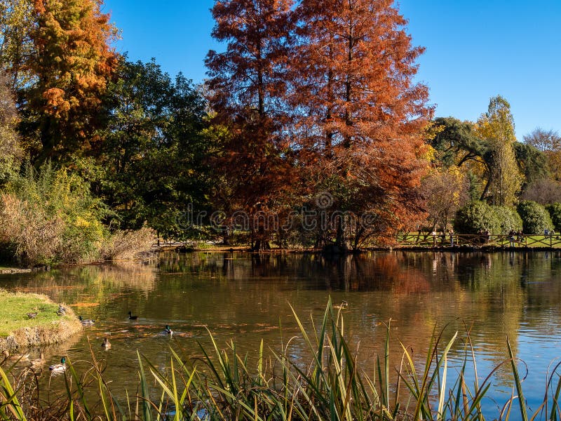 Autumn pond in a city park stock photo. Image of leaf - 129555484