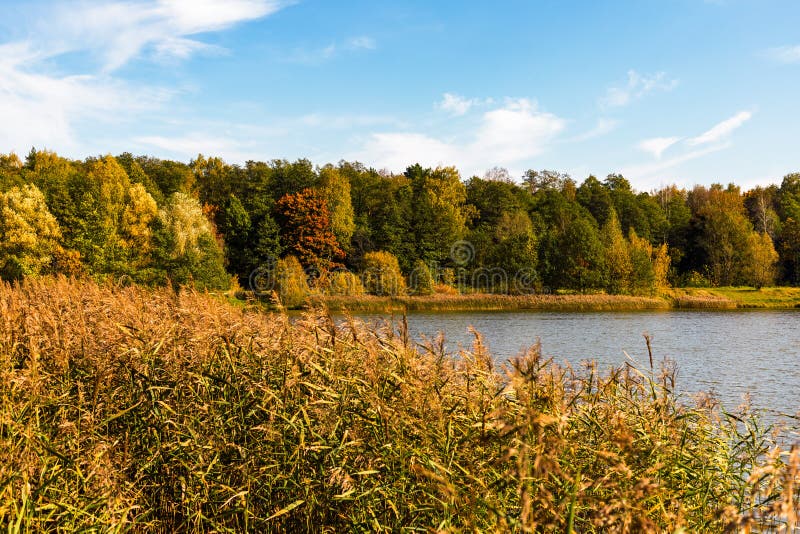 Autumn Pond with Reeds on Fall Multi Colored Background at Sunny Day ...