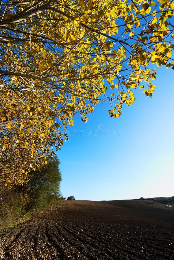 Autumn poplar tree stock photo. Image of landscaped, agriculture - 14493226