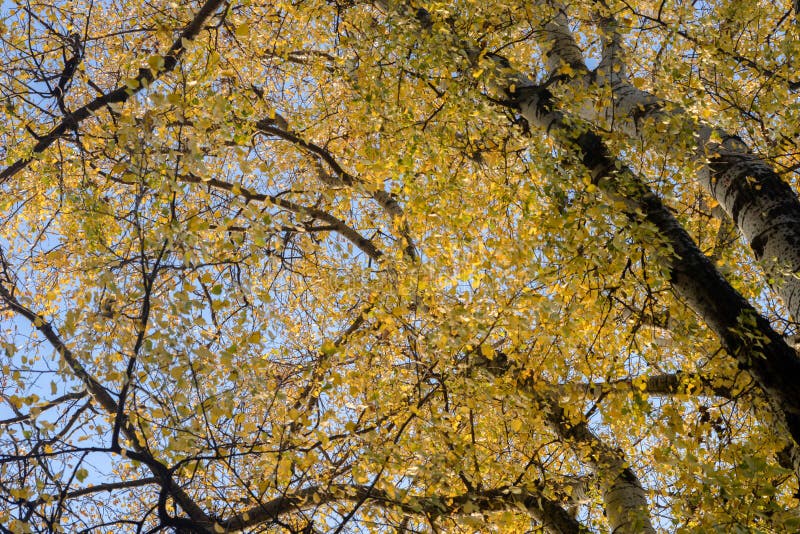 Autumn Poplar Tree Branches with Yellow Leaves Stock Photo - Image of ...
