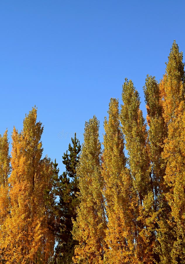 Autumn Poplar Trees Against Sunny Blue Sky Stock Photo - Image of park ...