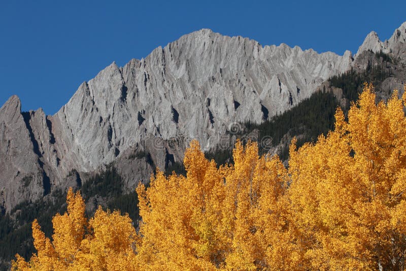 Autumn Poplar Trees and Mountains Stock Photo - Image of poplars ...