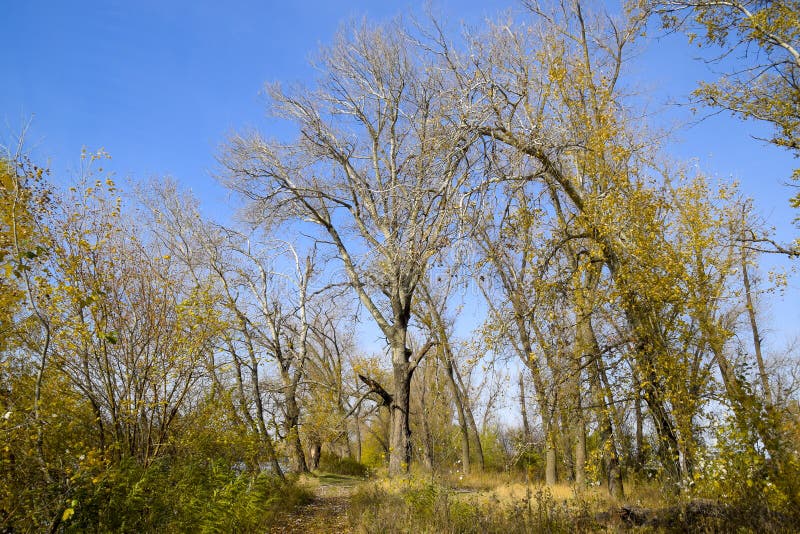 Autumn Poplar Trees Shed Their Leaves. Fall in Nature Stock Image ...